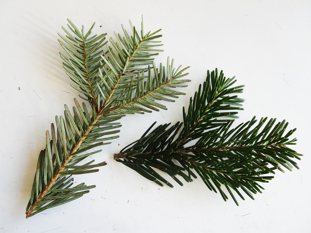Der Tannen-Baum - Wesen und Bedeutung