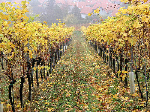 Der Weinstock - Wesen und Bedeutung
