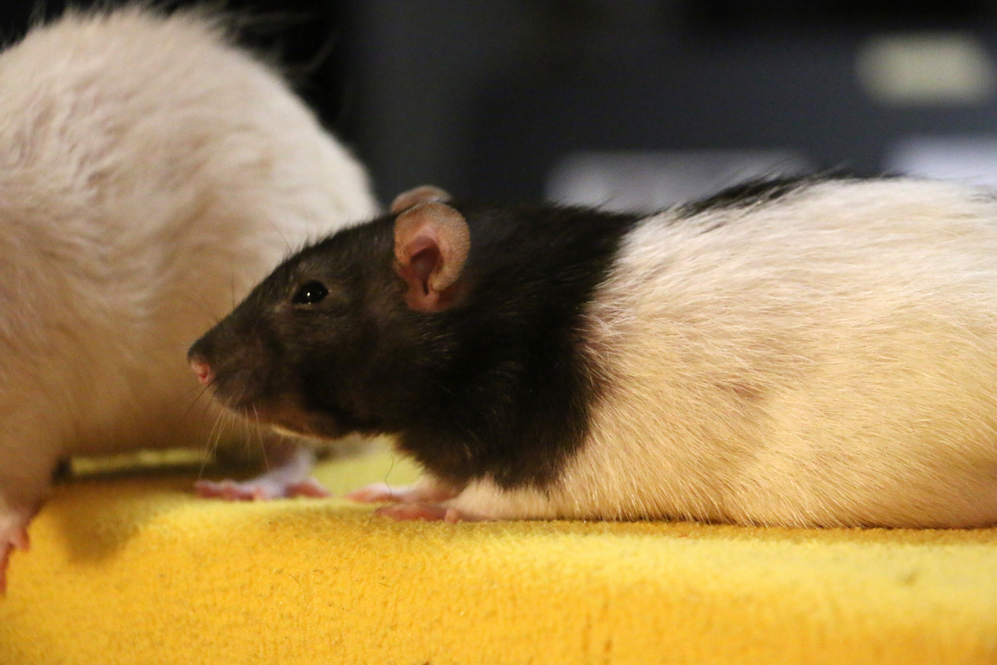 Unbeliebte Haustiere: Hausmäuse, Ratten und Wühlmäuse