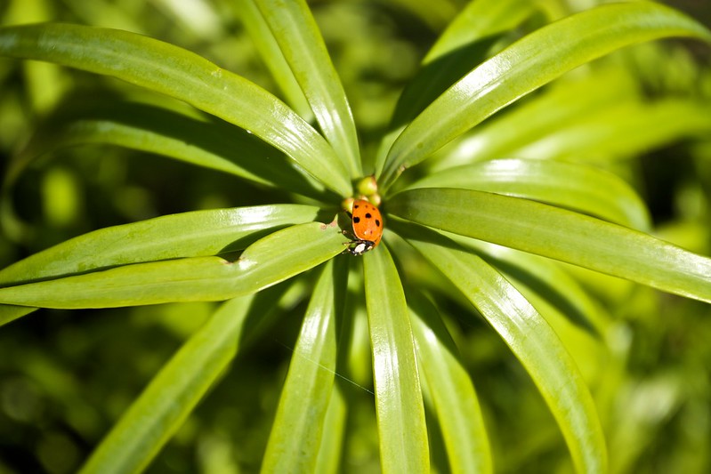 Die Nebenwirkungen von hohen Schwingungen